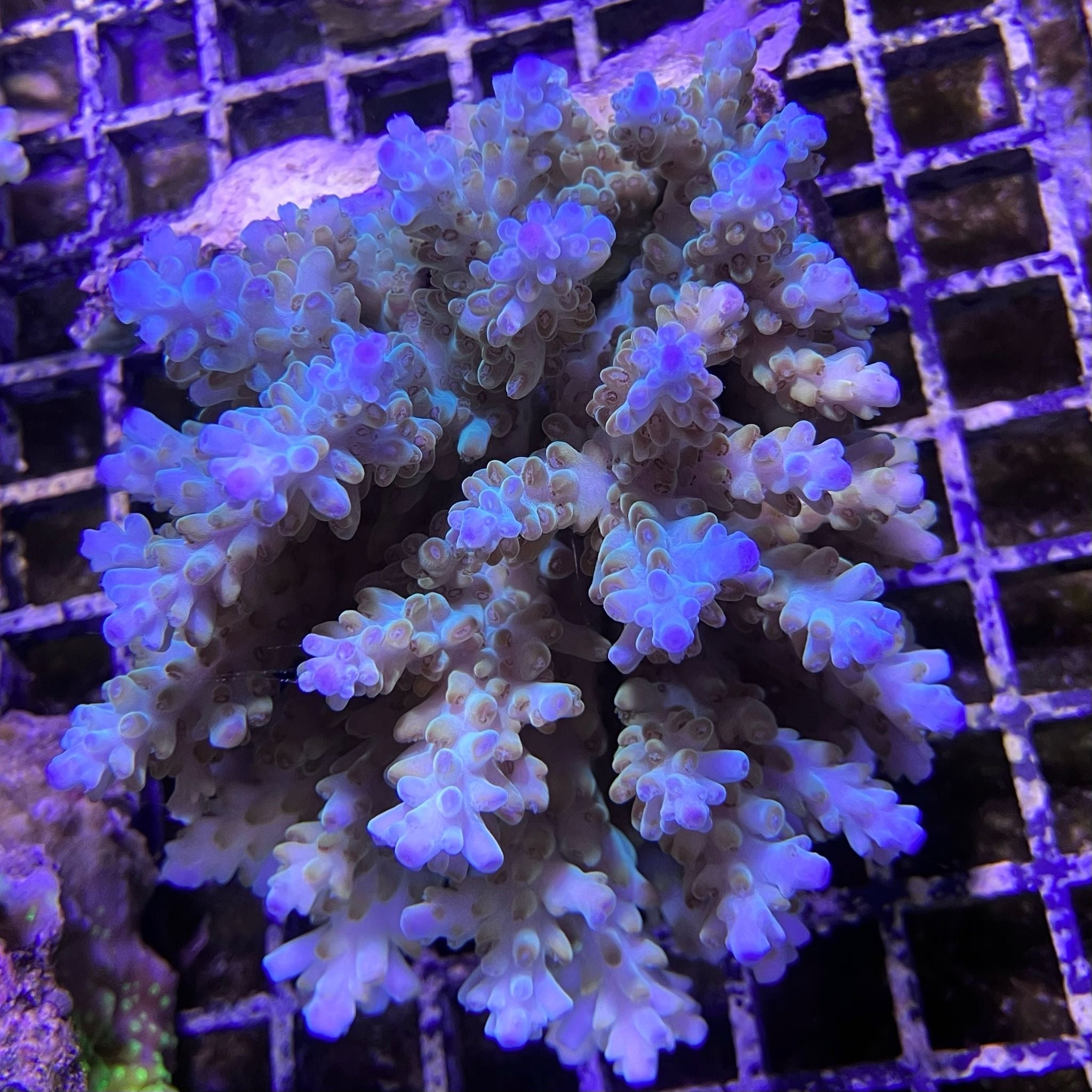 Walt Smith International Resumes Fiji Coral Exports: A Promising ...