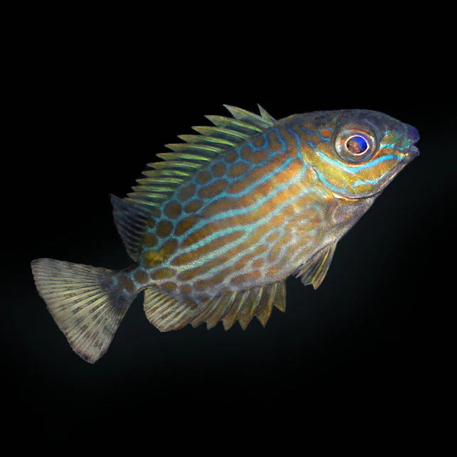 Rabbitfish/Foxface – Barrier Reef Aquariums