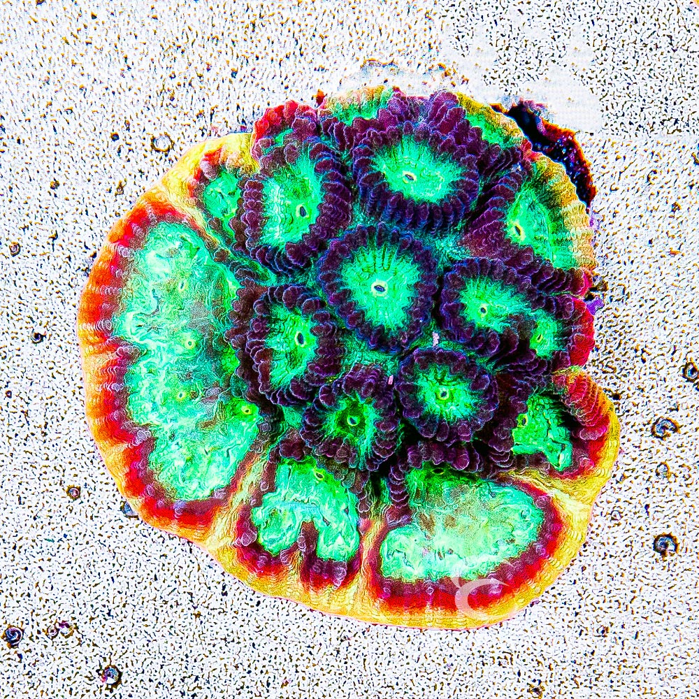 Eye Catching Coral | Farmed Frags – Barrier Reef Aquariums