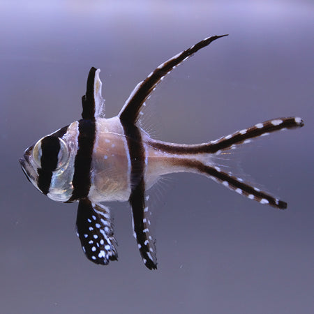 Cardinalfish – Barrier Reef Aquariums