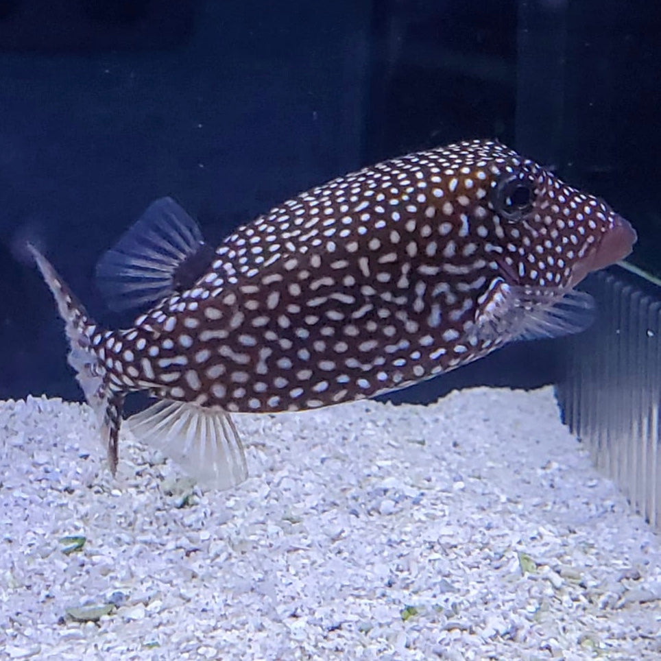 Boxfish – Barrier Reef Aquariums