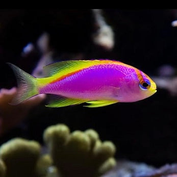 Anthias Fish – Barrier Reef Aquariums