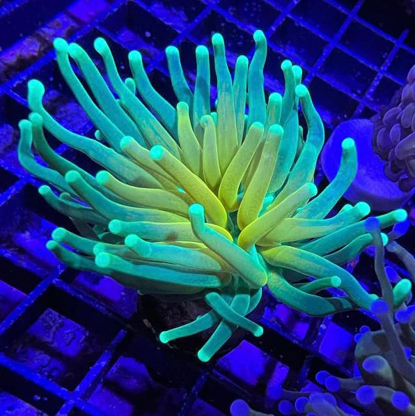 Torch Coral – Barrier Reef Aquariums