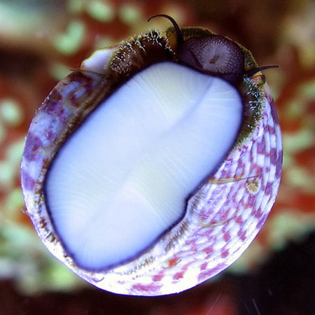 Marine Snails – Barrier Reef Aquariums