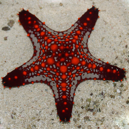 Sea Stars – Barrier Reef Aquariums