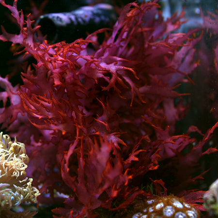 Macroalgae – Barrier Reef Aquariums