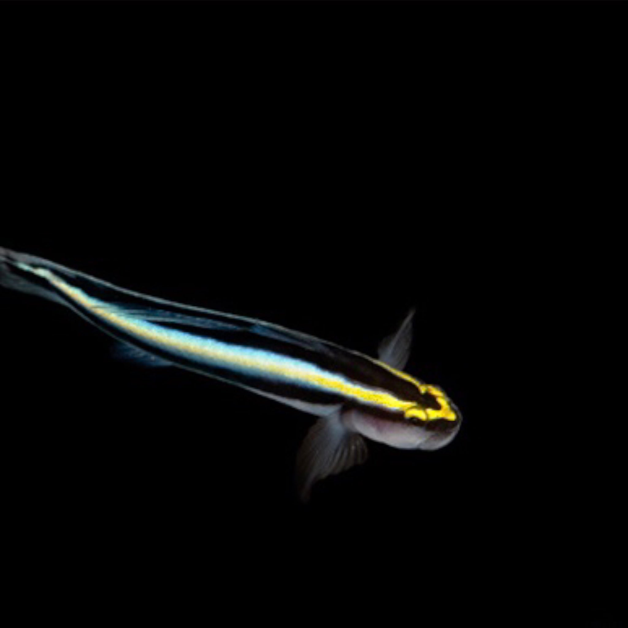 Captive Bred Fish – Barrier Reef Aquariums