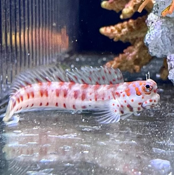 Blennies – Barrier Reef Aquariums