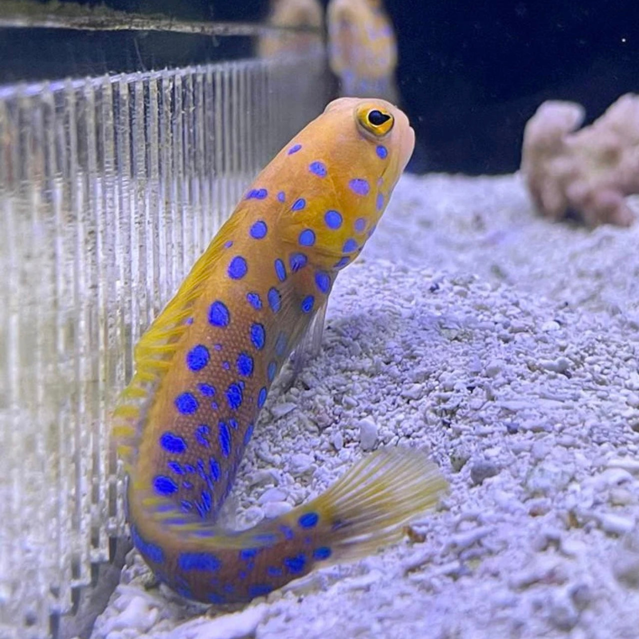 Jawfish – Barrier Reef Aquariums