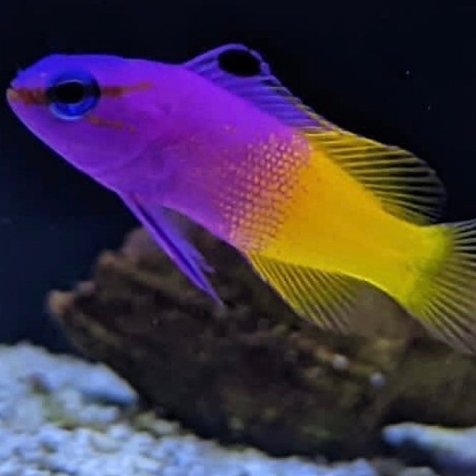 Basslets – Barrier Reef Aquariums