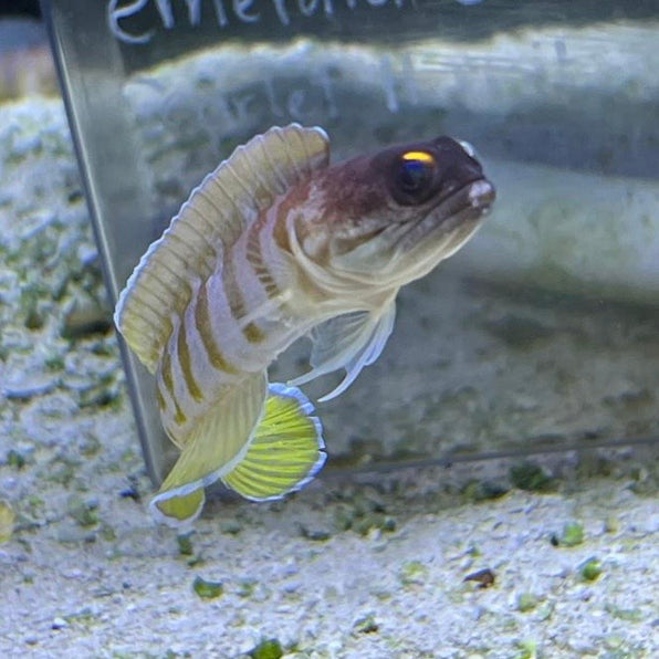 Jawfish – Barrier Reef Aquariums