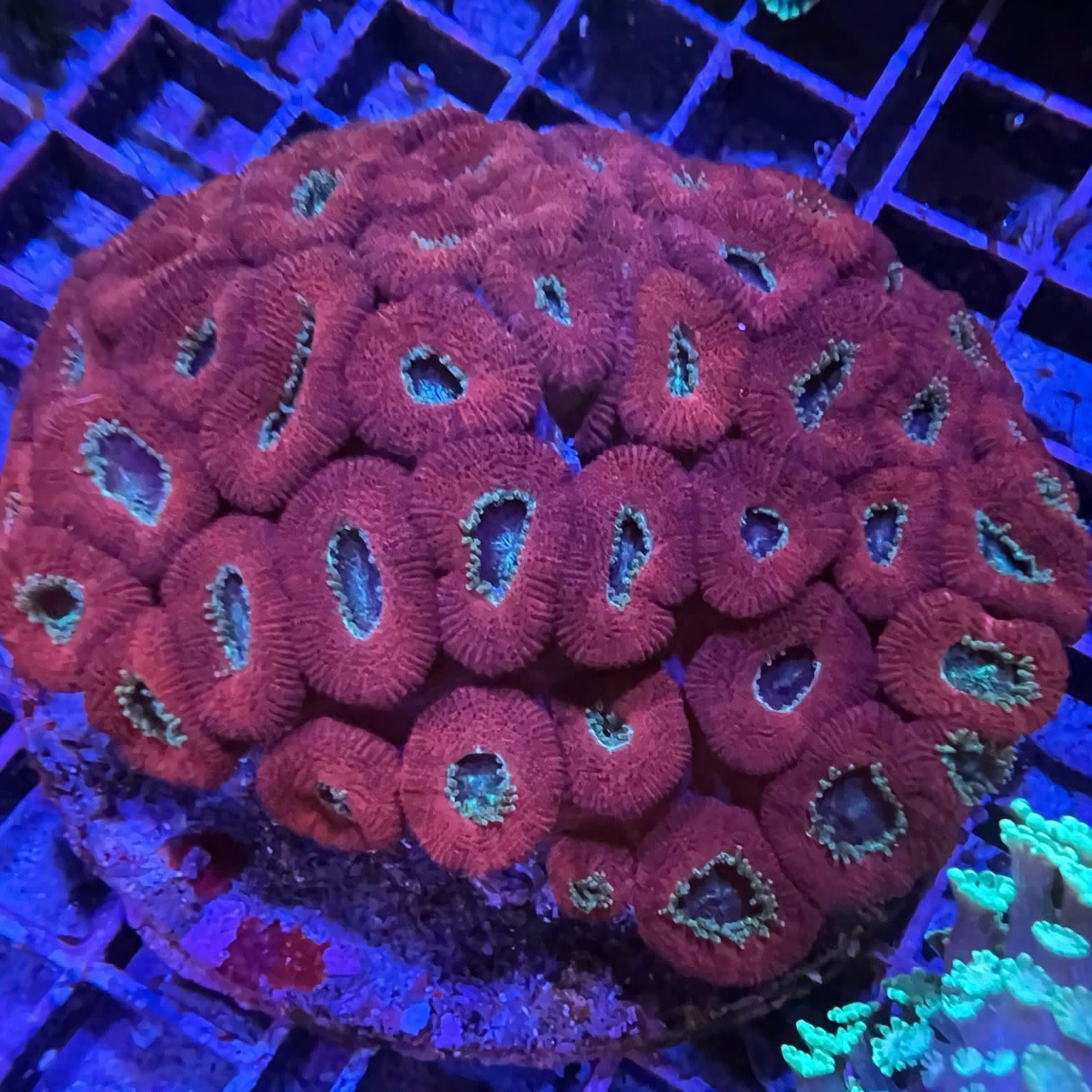 WYSIWYG - Red "Acan" Colony – Barrier Reef Aquariums