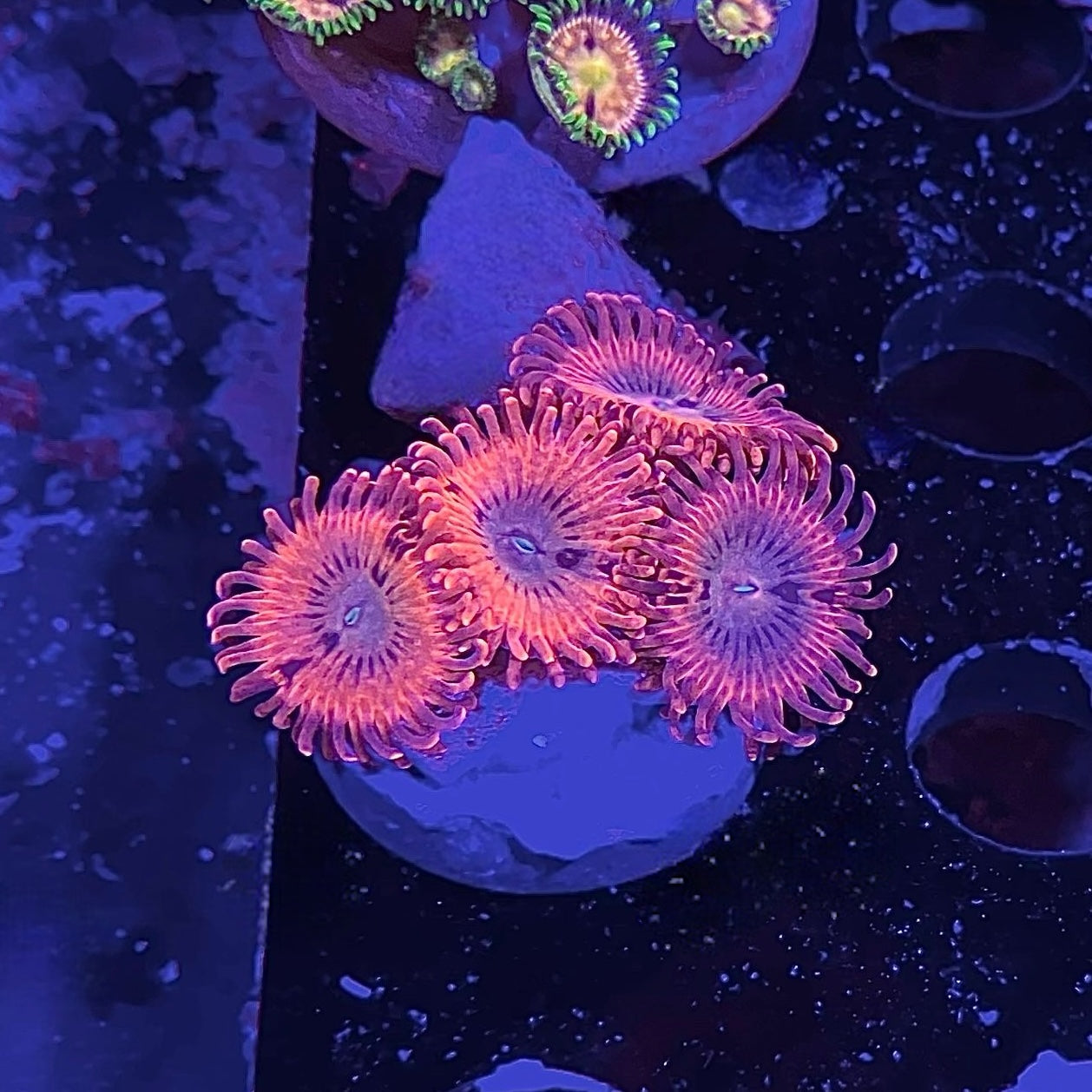 ECC Halo Monster Zoa – Barrier Reef Aquariums