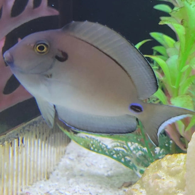 Lieutenant Tang – Barrier Reef Aquariums