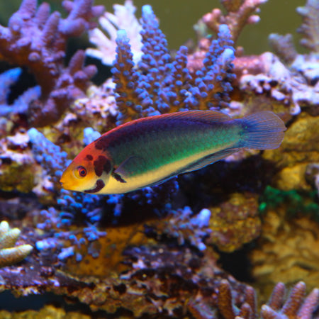 Wrasses - "Reef Safe" – Barrier Reef Aquariums