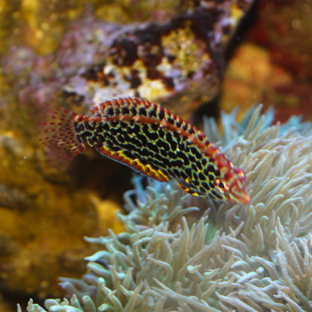 Wrasses - "Reef Safe" – Barrier Reef Aquariums
