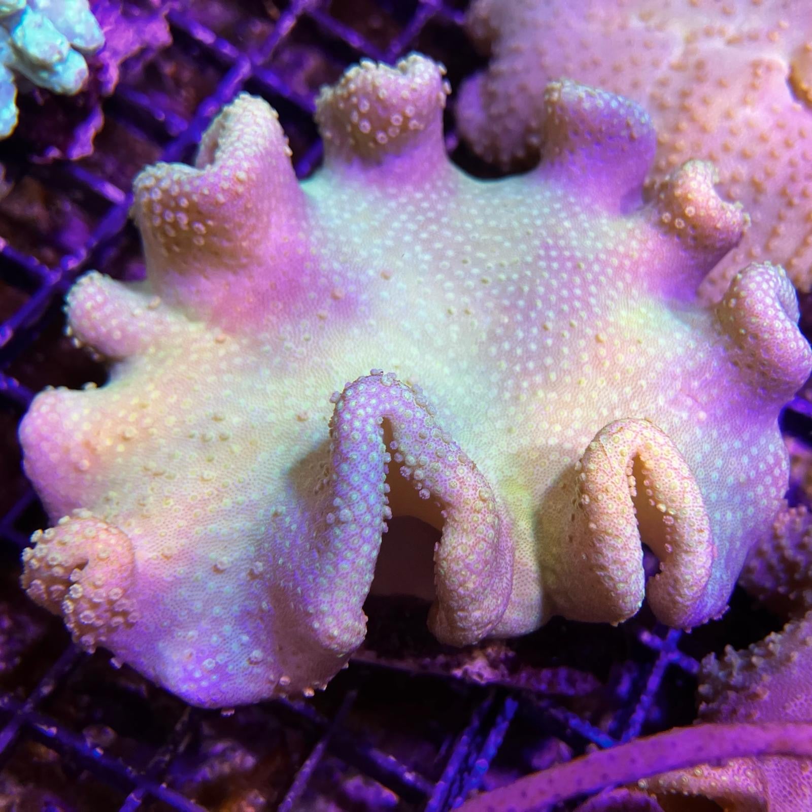 Fiji Yellow Toadstool Leather – Barrier Reef Aquariums