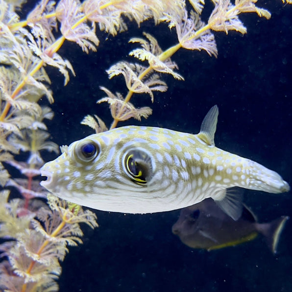 Puffers – Barrier Reef Aquariums