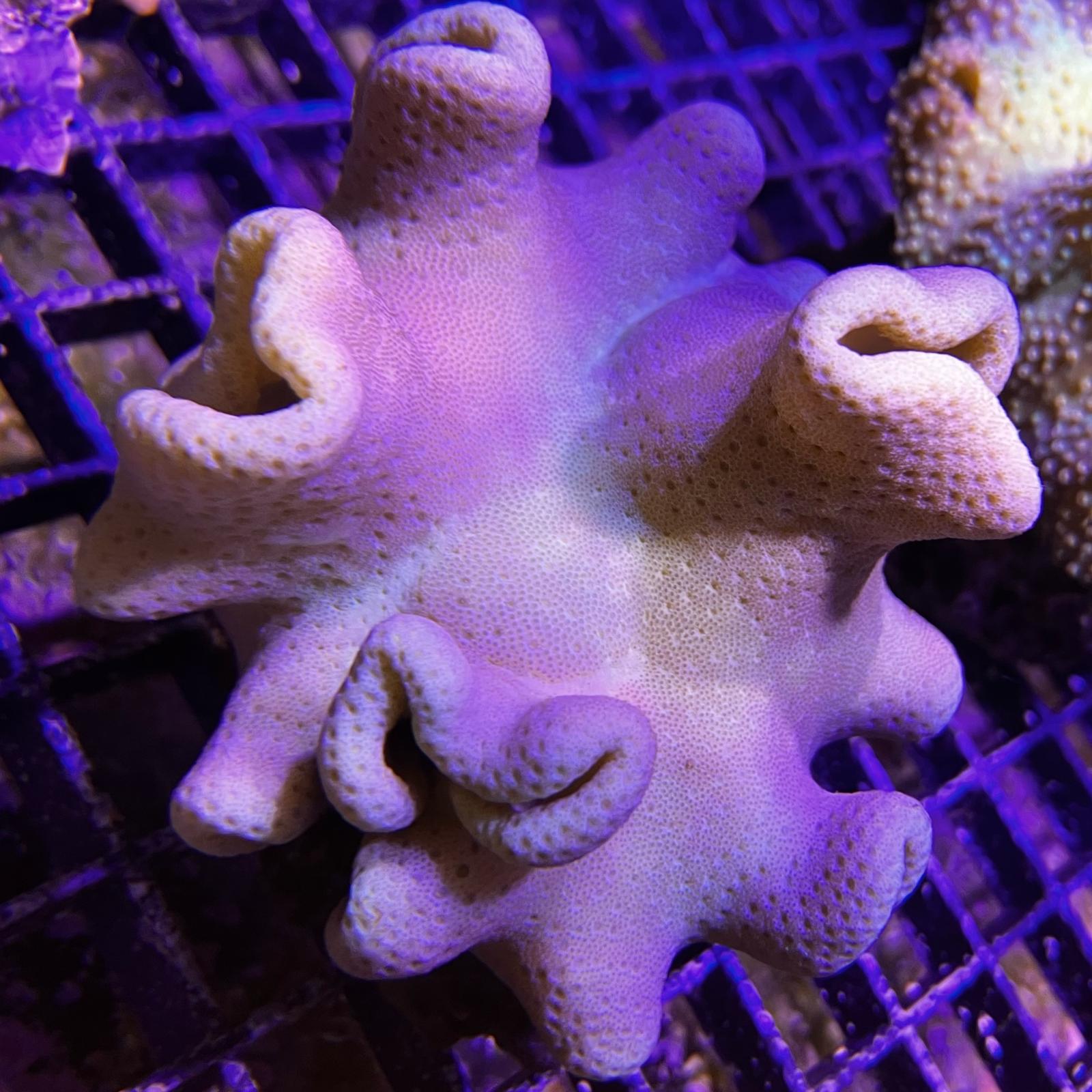 Fiji Yellow Toadstool Leather – Barrier Reef Aquariums