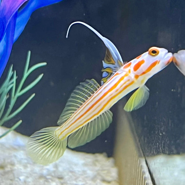 Gobies – Barrier Reef Aquariums