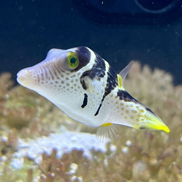 Puffers – Barrier Reef Aquariums