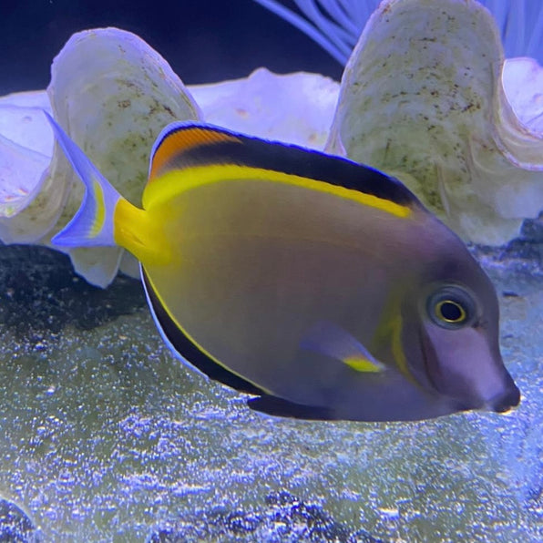 Tangs & Surgeons – Barrier Reef Aquariums