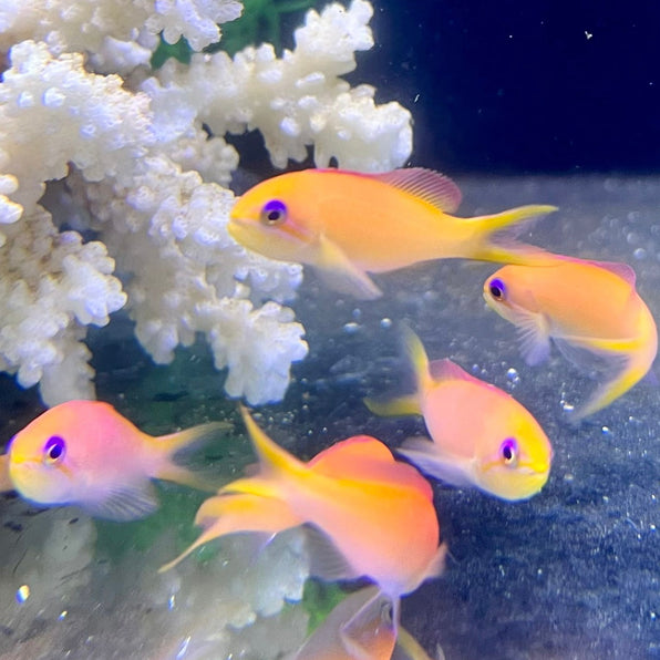 Anthias Fish – Barrier Reef Aquariums