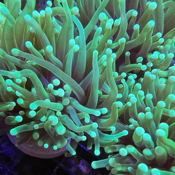 LPS Coral – Barrier Reef Aquariums