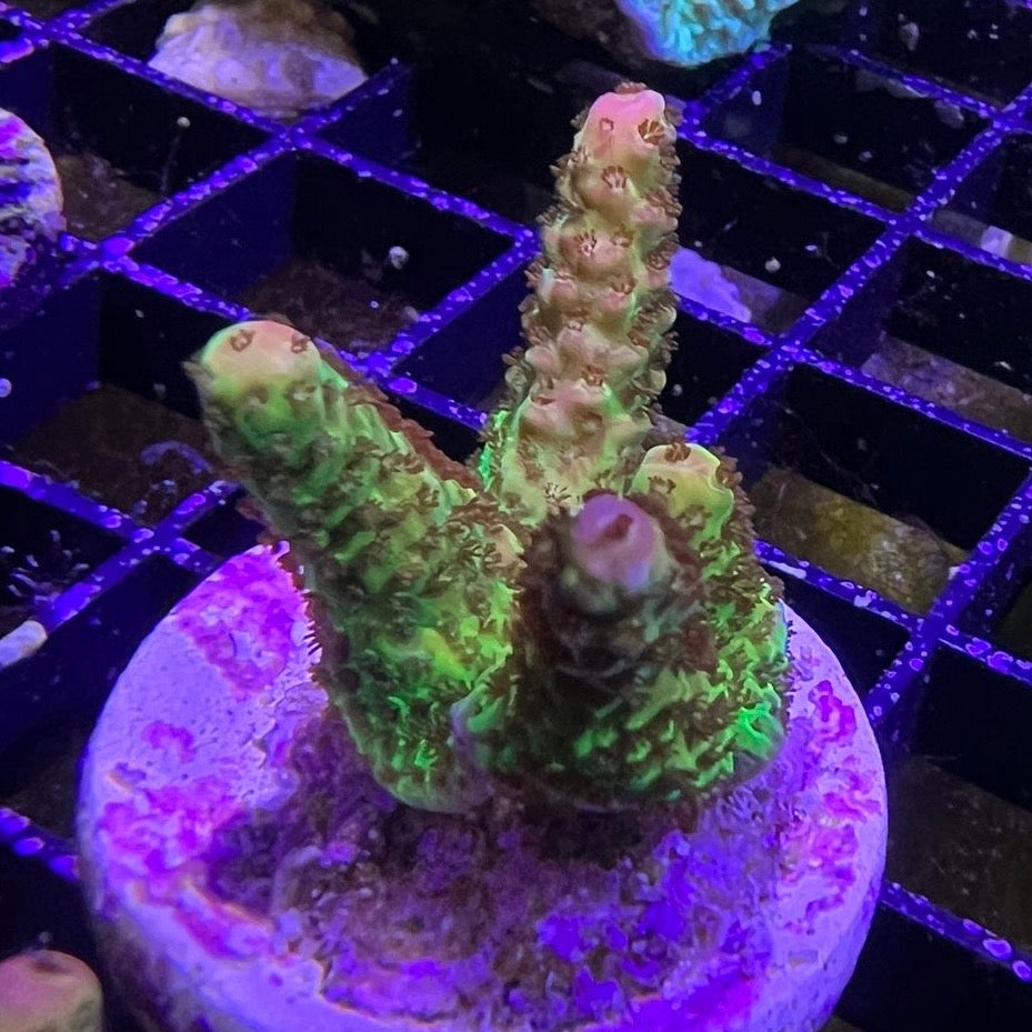 PC Rainbow Acropora – Barrier Reef Aquariums