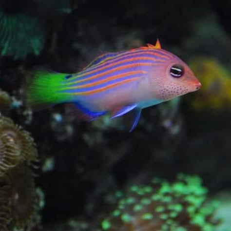 Wrasses - "Reef Safe" – Barrier Reef Aquariums