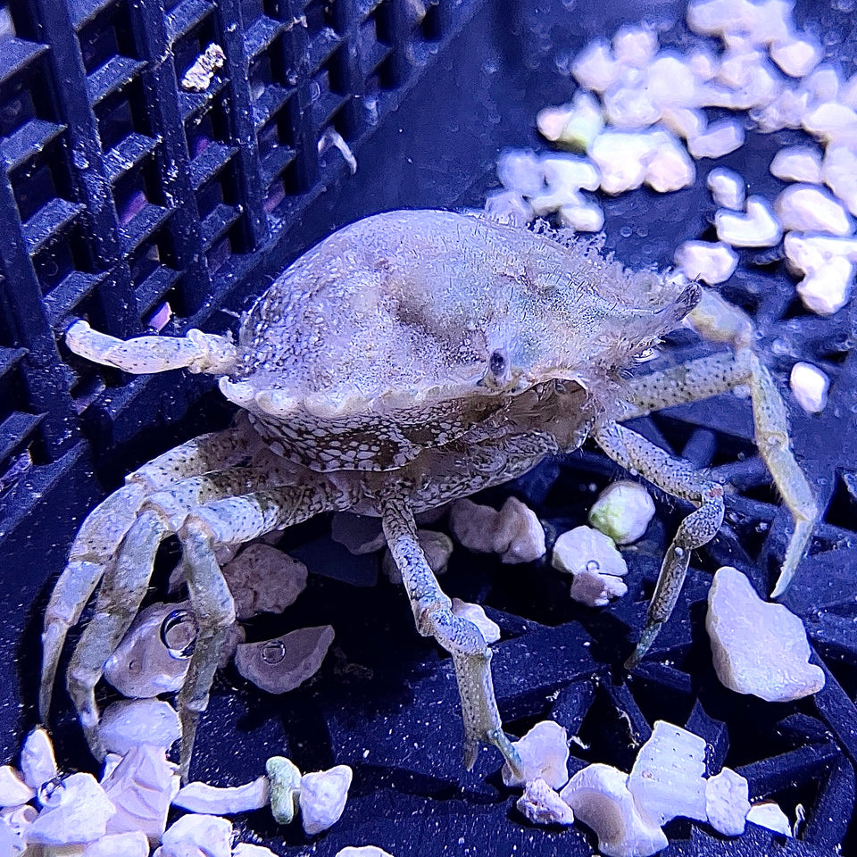 Pitho Crab – Barrier Reef Aquariums