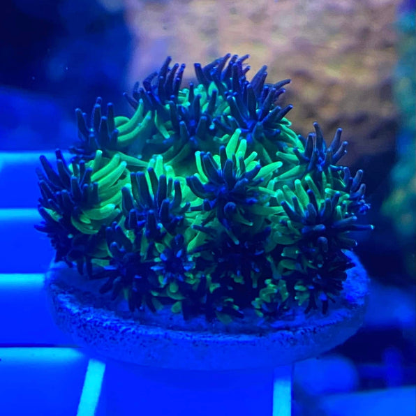 LPS Coral – Barrier Reef Aquariums