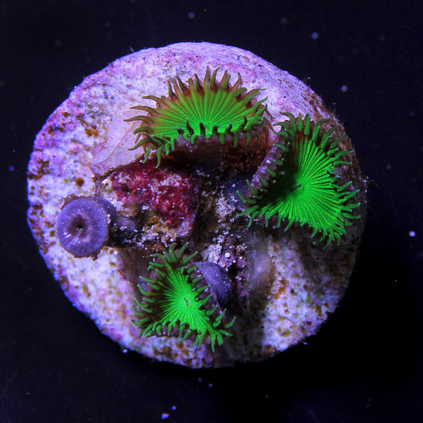 $9.99 Value Frags – Barrier Reef Aquariums
