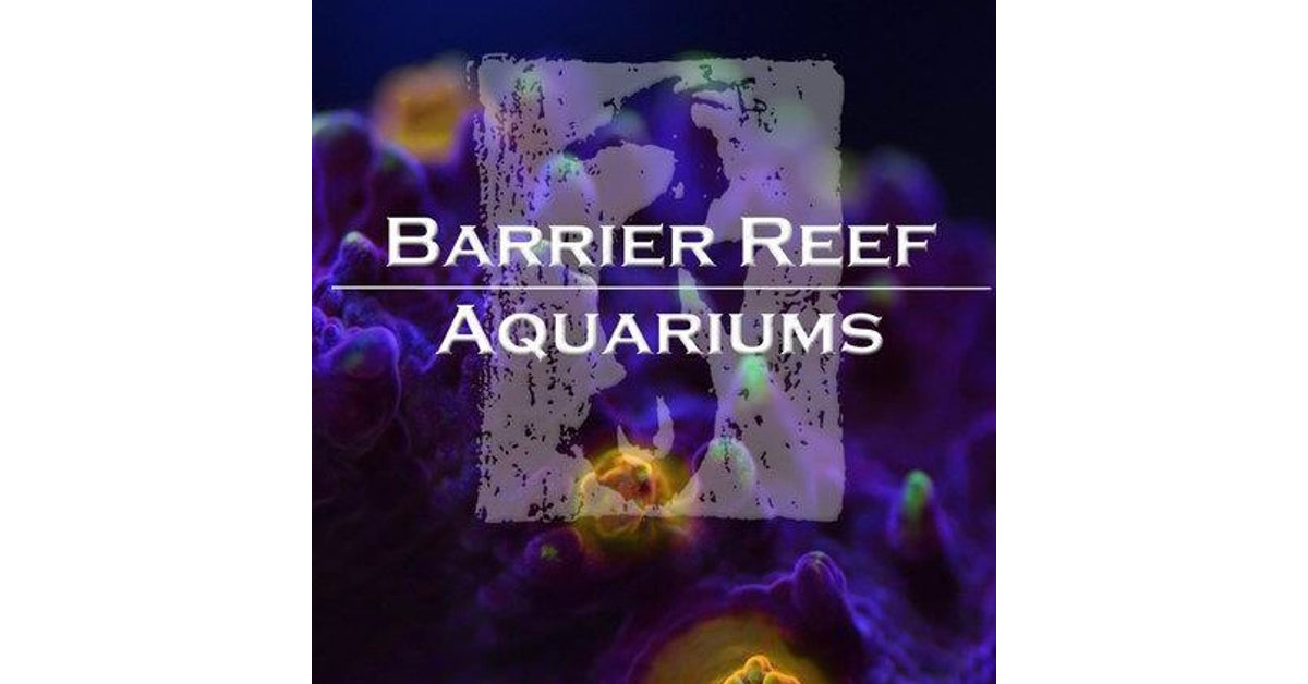 WYSIWYG - TG Ultra Sherbet Chalice – Barrier Reef Aquariums