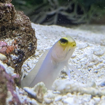 Jawfish – Barrier Reef Aquariums