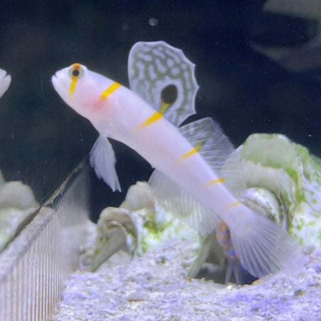 Randall's Prawn Goby – Barrier Reef Aquariums