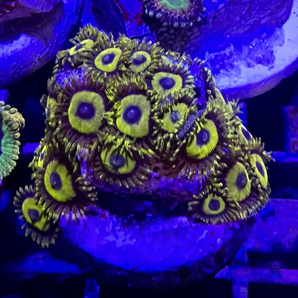 Zoanthids – Page – Barrier Reef Aquariums