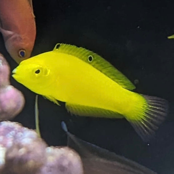 Yellow Coris Wrasse – Barrier Reef Aquariums