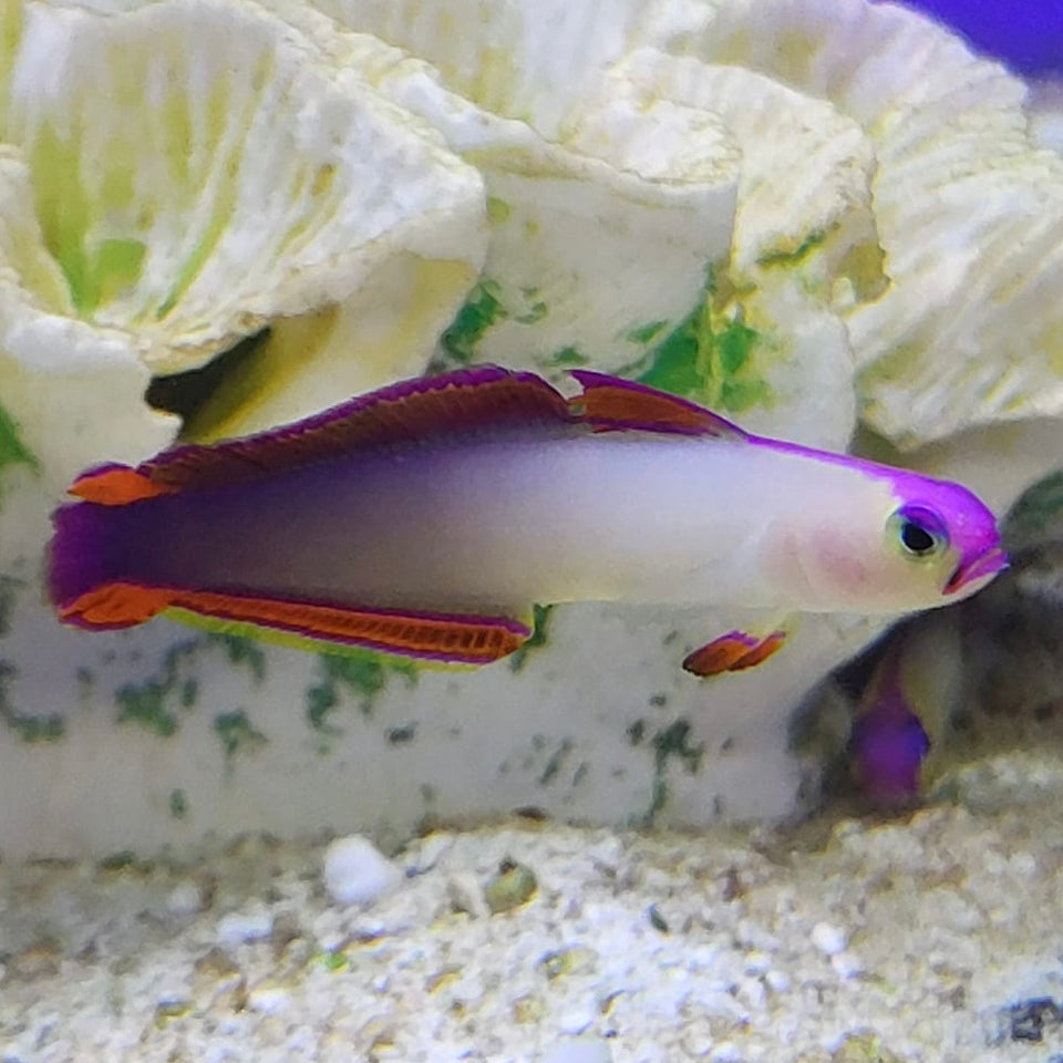 Purple Firefish – Barrier Reef Aquariums