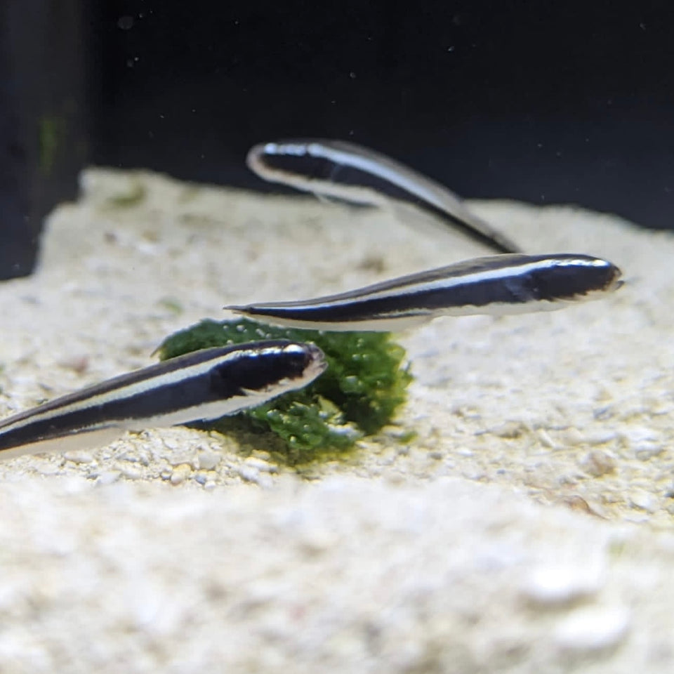 Engineer Goby Juvenile – Barrier Reef Aquariums