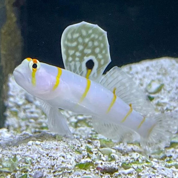 Gobies – Barrier Reef Aquariums