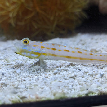 Gobies – Barrier Reef Aquariums