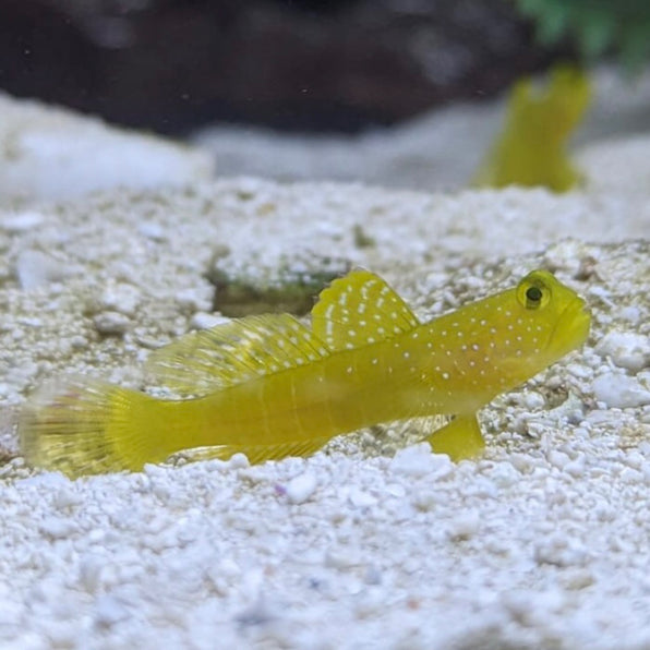 Gobies – Barrier Reef Aquariums