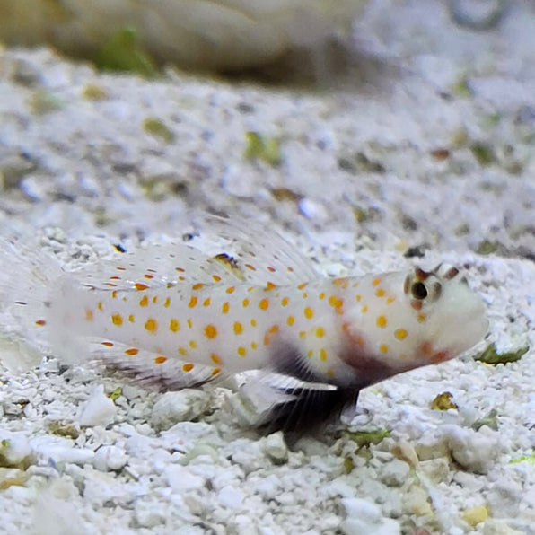 Gobies – Barrier Reef Aquariums
