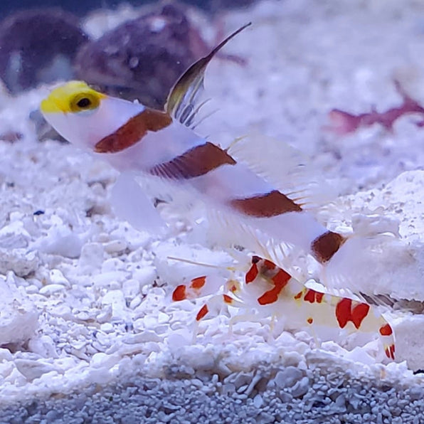 Gobies – Barrier Reef Aquariums