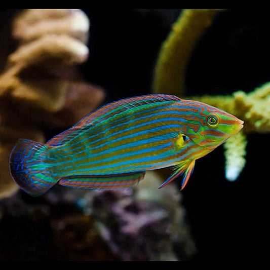 Wrasses - "Reef Safe" – Barrier Reef Aquariums