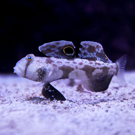 Gobies – Barrier Reef Aquariums