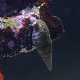 Cerith Snail – Barrier Reef Aquariums