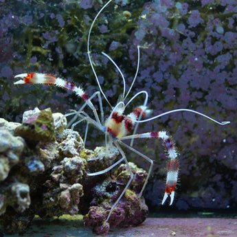 Marine Shrimp – Barrier Reef Aquariums