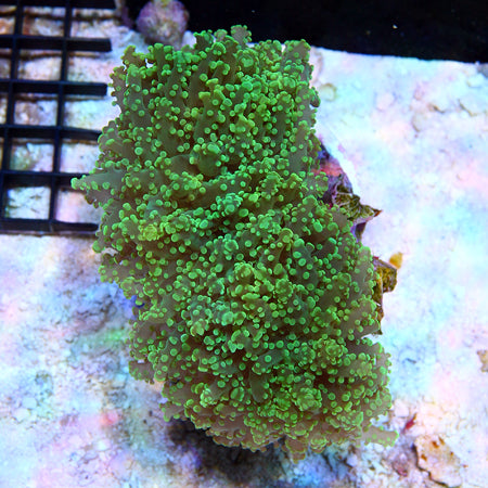 Green Wall Frogspawn – Barrier Reef Aquariums